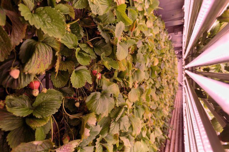 AgriCool Got $4.3M To Build Organic Farms In Shipping Containers