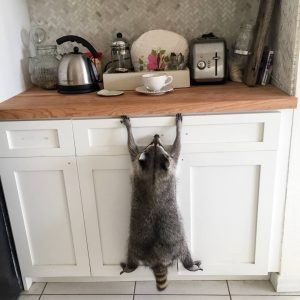The Story Behind Pumpkin, The Instagram Celebrity Raccoon | SnapMunk